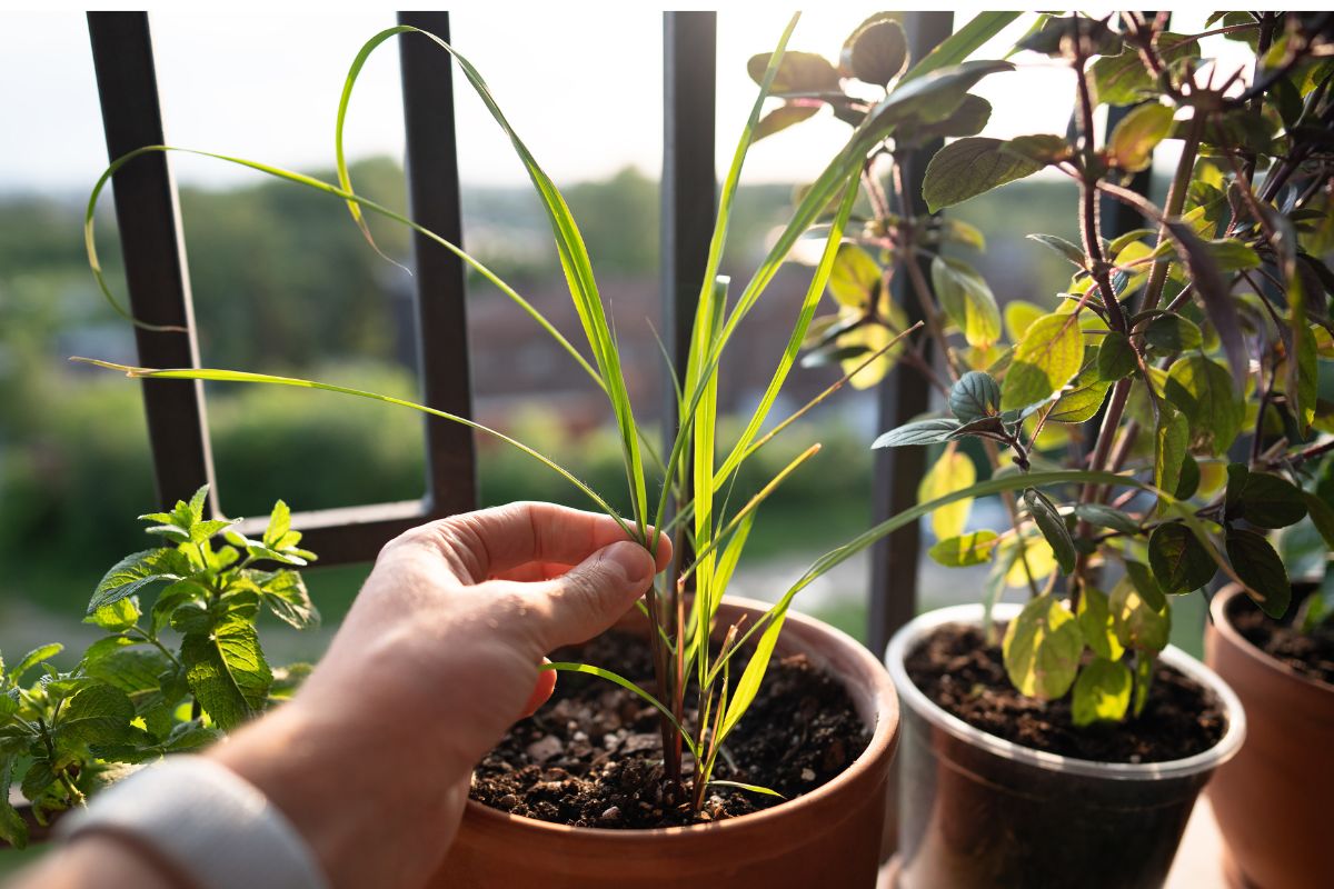 Como Plantar Capim-Cidreira: O Guia Definitivo para Ter Esta Erva ...