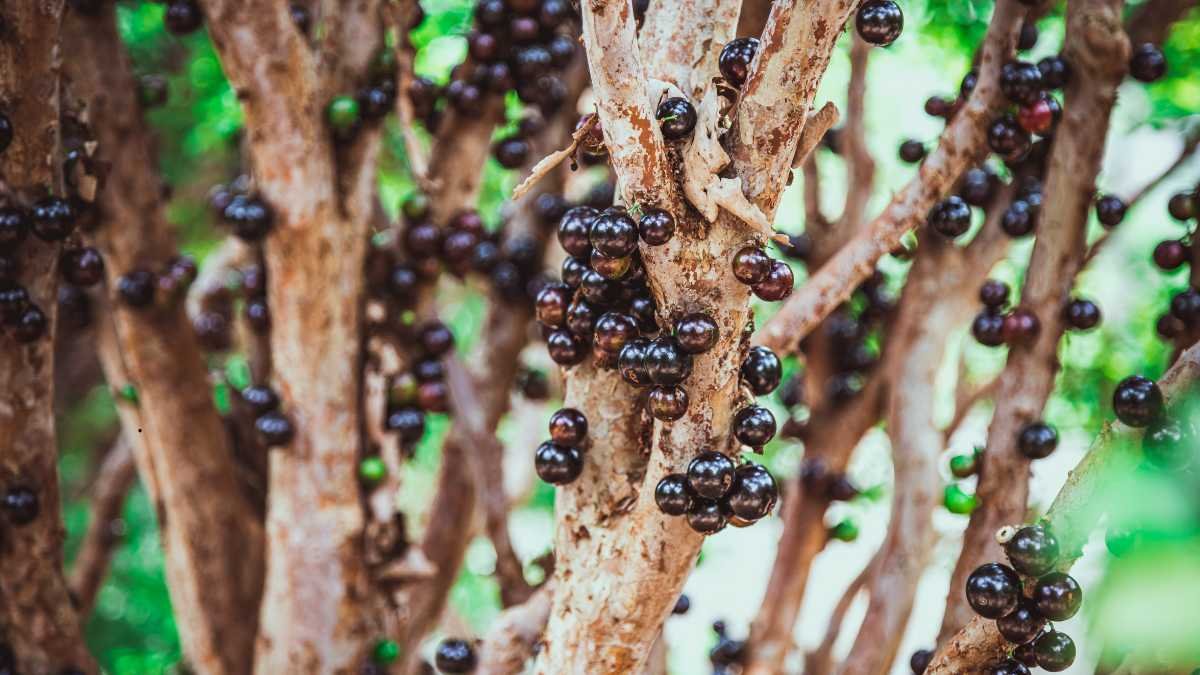 Como Cultivar Jabuticaba em Vasos e Fazer a Planta Frutificar Mais Rápido