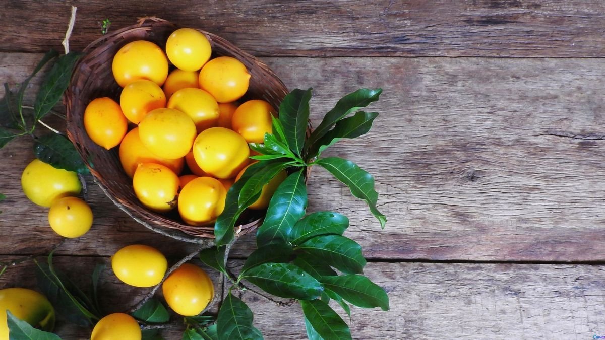 Conheça o Abiu Gigante: A Árvore Que Traz Frutos Enormes e Saborosos