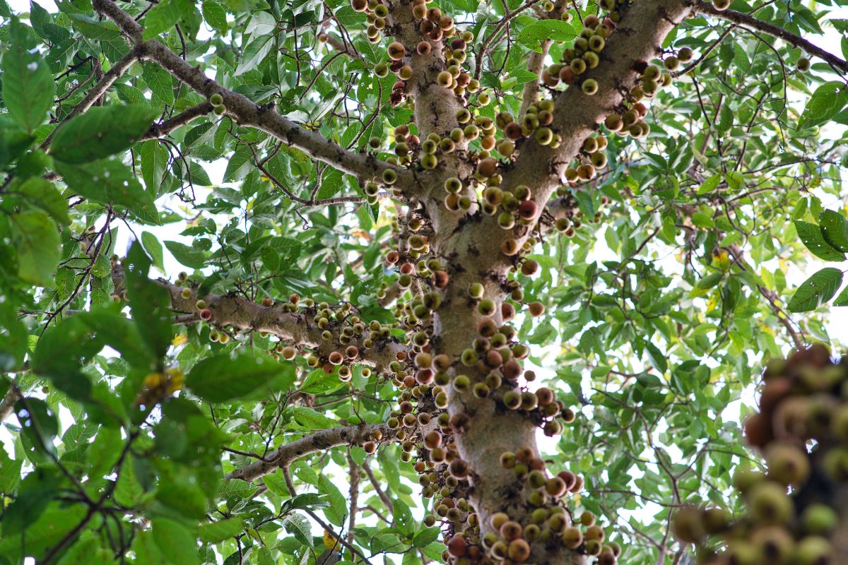 A Fruta Mais Doce do Brasil: Como Conseguir sua Muda de Abiu