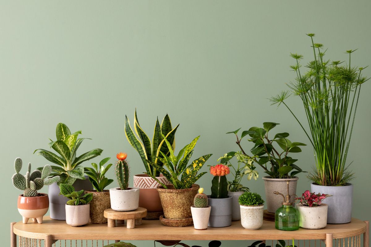 Plantas que Não Morrem: Opções Perfeitas para Quem Está Começando