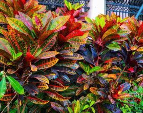 Arruda: Benefícios, Como Cuidar e Usos Poderosos Dessa Planta