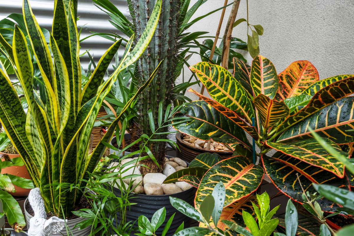 A planta queridinha que voltou com tudo e virou tendência - Jardim Pratico